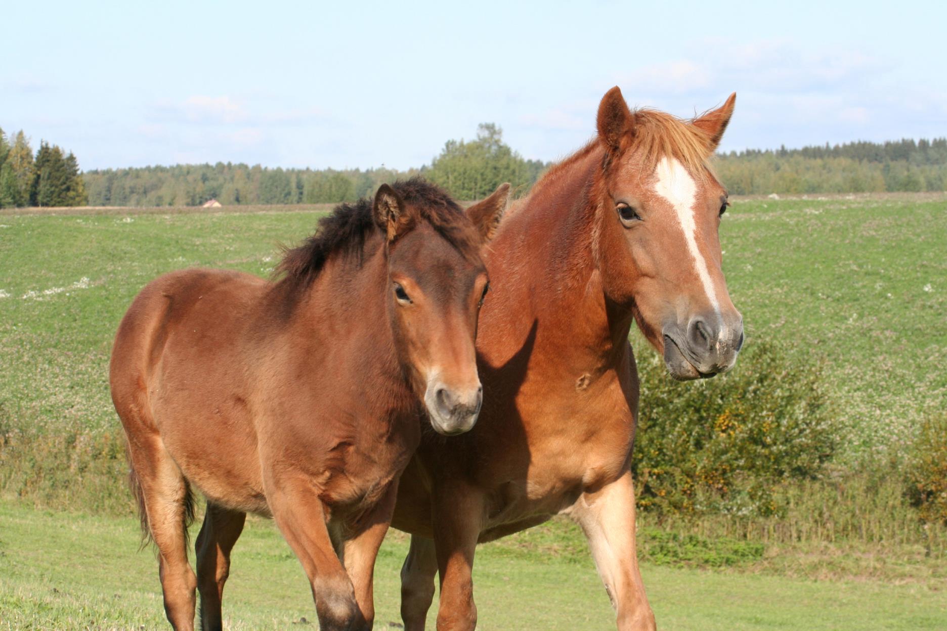 Kasvattimme – Talli Poninhäntä